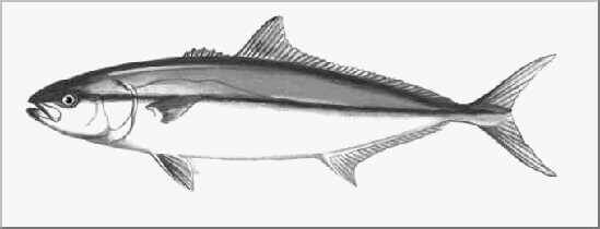 All About Yellowtail – What You Need To Know? (2025)