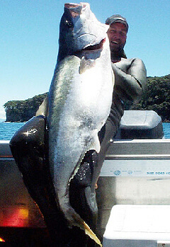 All About Yellowtail – What You Need To Know? (2024)